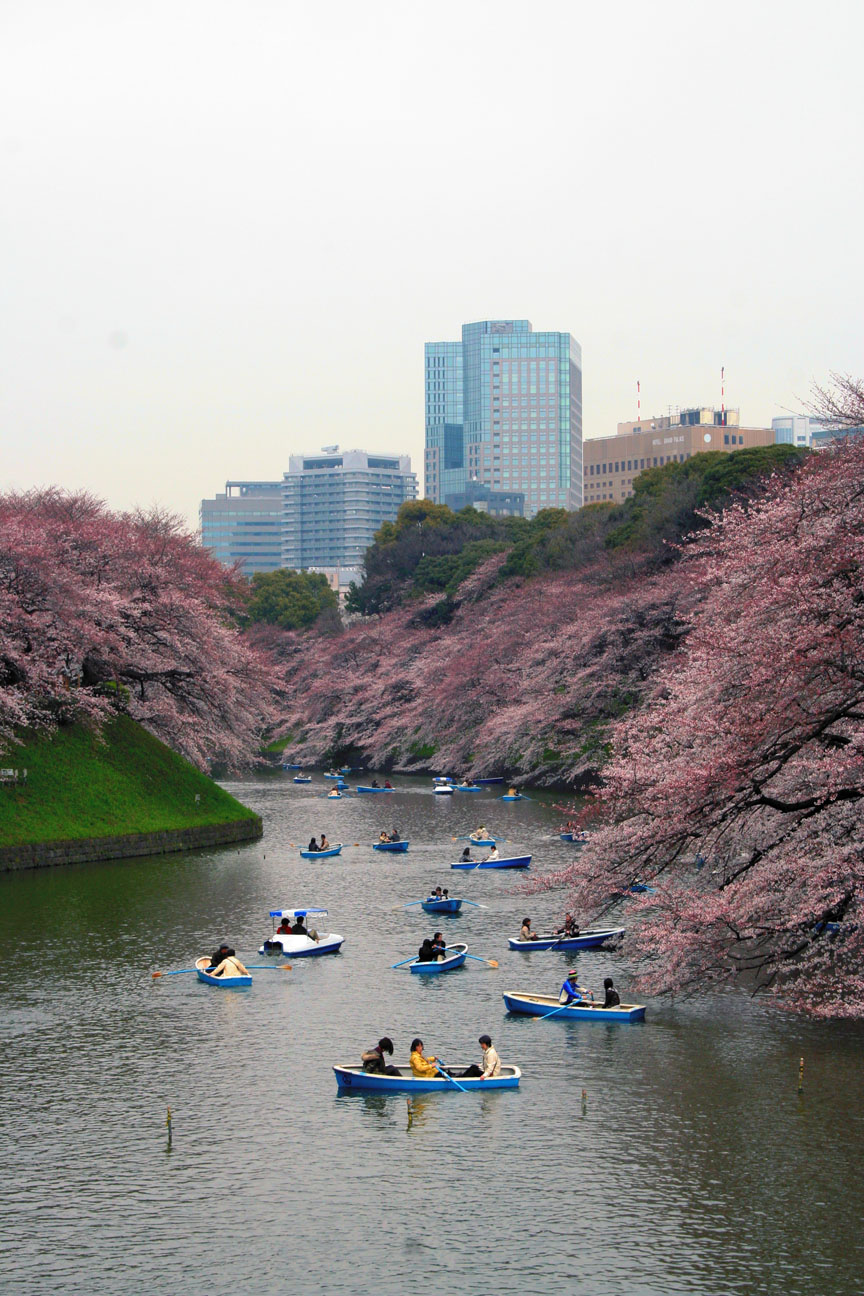 HONEYMOON IN JAPAN!: DAY 9: HANAMI PARTIES AND TRAVELING TO KOBE!