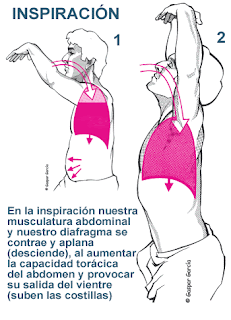 NUESTROS SISTEMAS DE ÓRGANOS: SISTEMA RESPIRATORIO