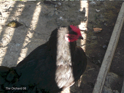 yesterday today and tomorrow In my garden: August 2008