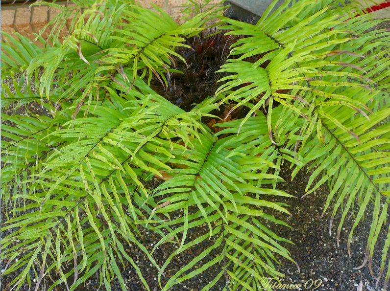 yesterday today and tomorrow In my garden: Basket Fern; Drynaria rigidula;