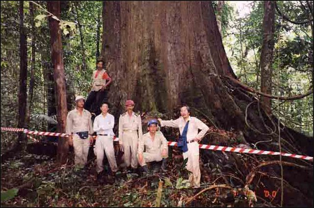 keistimewaan dungun: POKOK CHENGAL TERBESAR DI DUNGUN
