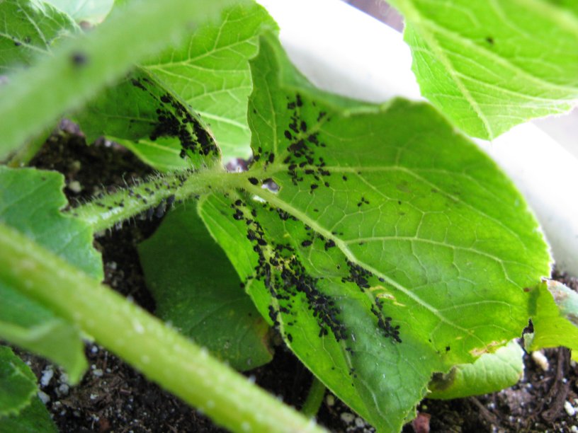 Really Random Garden: Aphids everywhere and a few things growing nicely