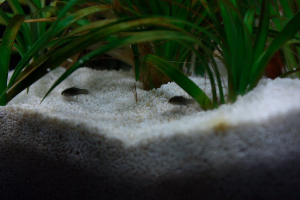 Zack's Blog: Baby Mollies from my freshwater tank