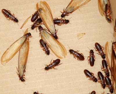 The Langley Clan's Blog: Kumbi Kumbi