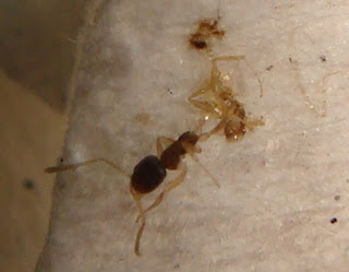 Lilo's Diary: I squash ants for photo-taking