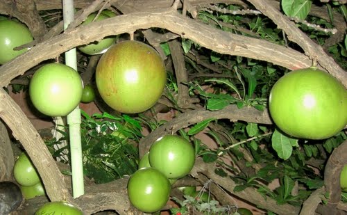 Amazônia Vasta - Twitter ( @danielbs1980 ): ÁRVORE DE CÚIA