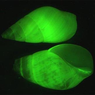 Semuana: Hinea Brasiliana, Spesies Siput Laut Yang Dapat Memancarkan Cahaya