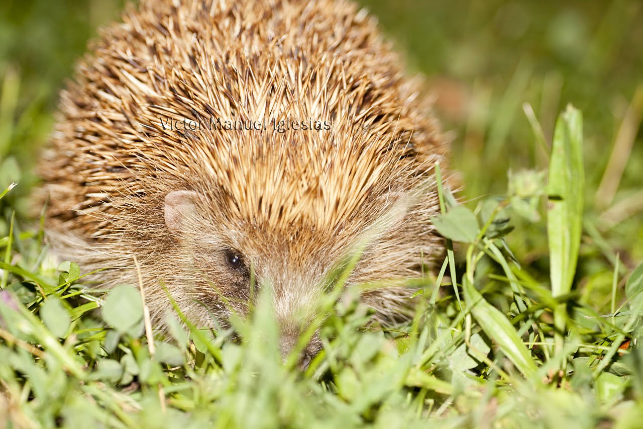 Aves , Insectos y demas en Asturias: Erizo común-Erinaceus europaeus