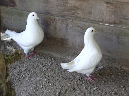 os animais do meu quintal