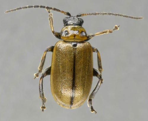 The Heather Trust: Heather Trust and Heather Beetle in 'The Times'