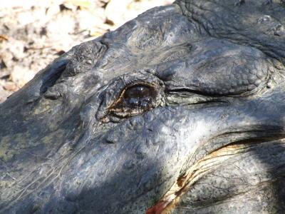 Crying Crocodile Tears | Cre8tivFacts