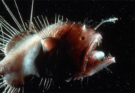 Anglerfish | Cre8tivFacts