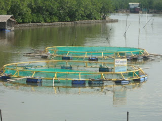 ROPE FRAME CAGE TO TAKE THE PLACE OF FISHPEN