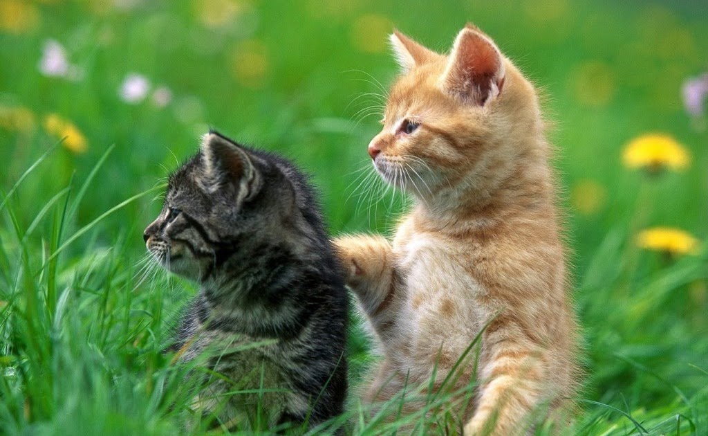 Download Zelenilo: Dvije slatke mačke u prirodi - download besplatna ...