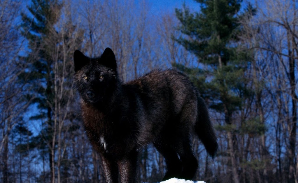 Download besplatne pozadine 1024x768: Crni vuk na snijegu