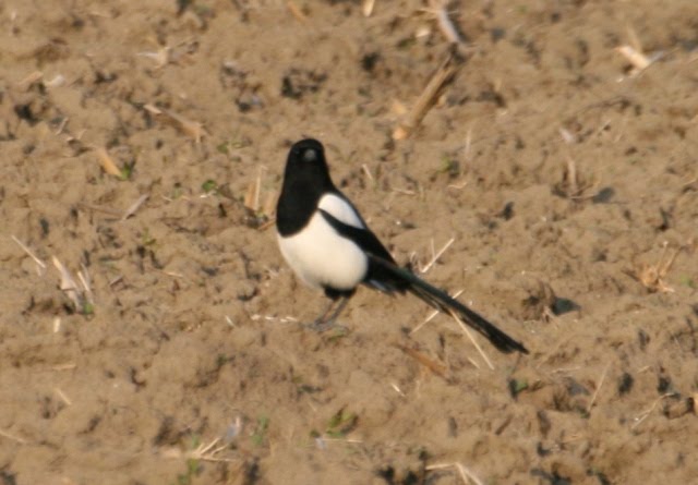 Bell Tower Birding: A short Appreciation of the Eurasian Magpie