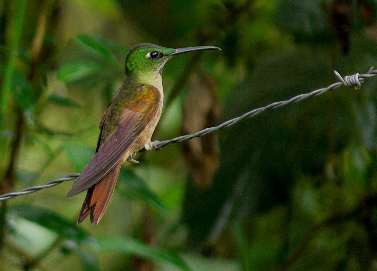 The Show and Tell Nature Blog: Let's See Some Andean Hummingbirds