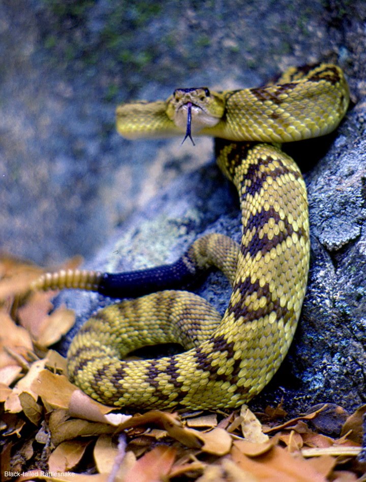 The Show and Tell Nature Blog: An Appreciation of Snakes