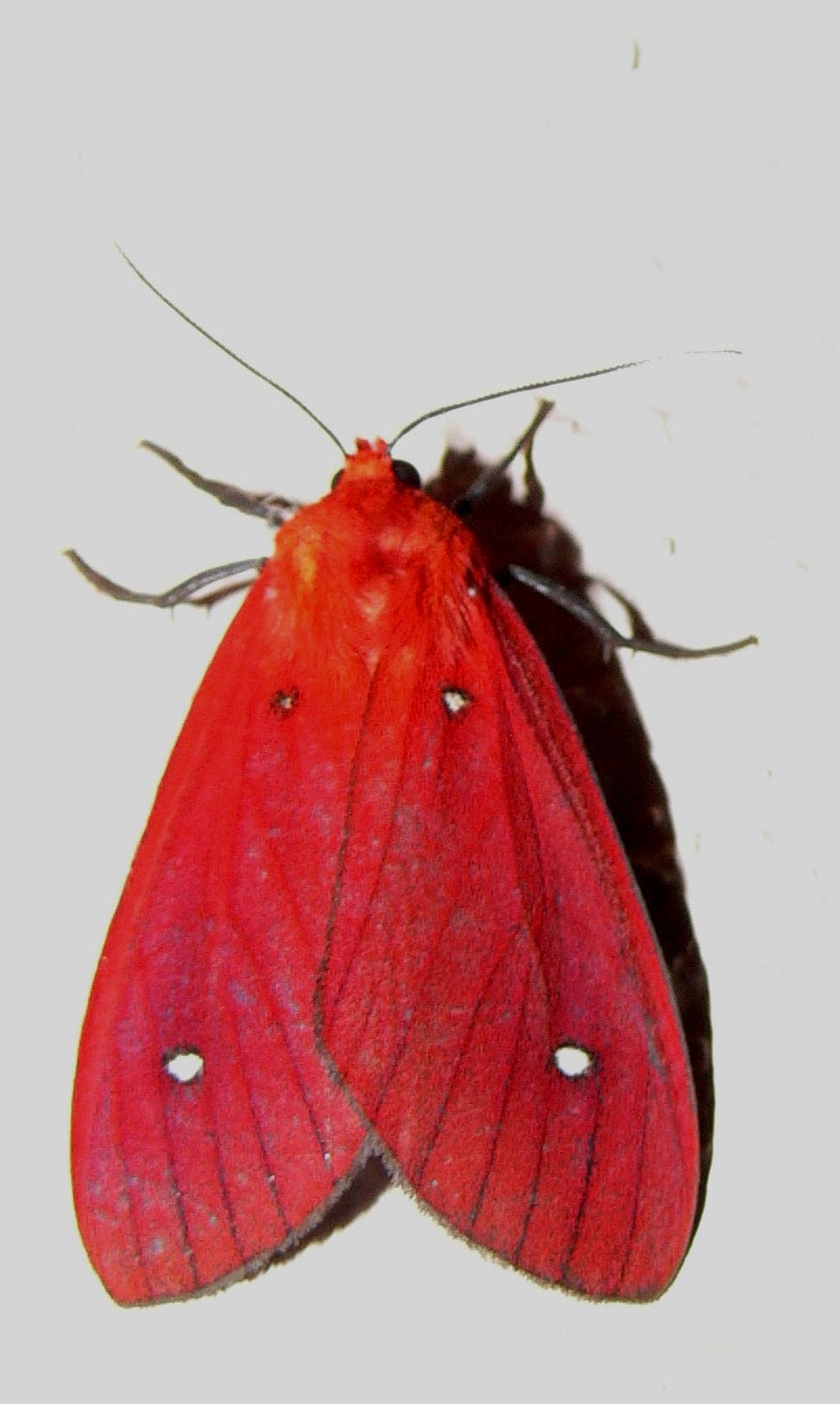 The Show and Tell Nature Blog: A Wall of Moths