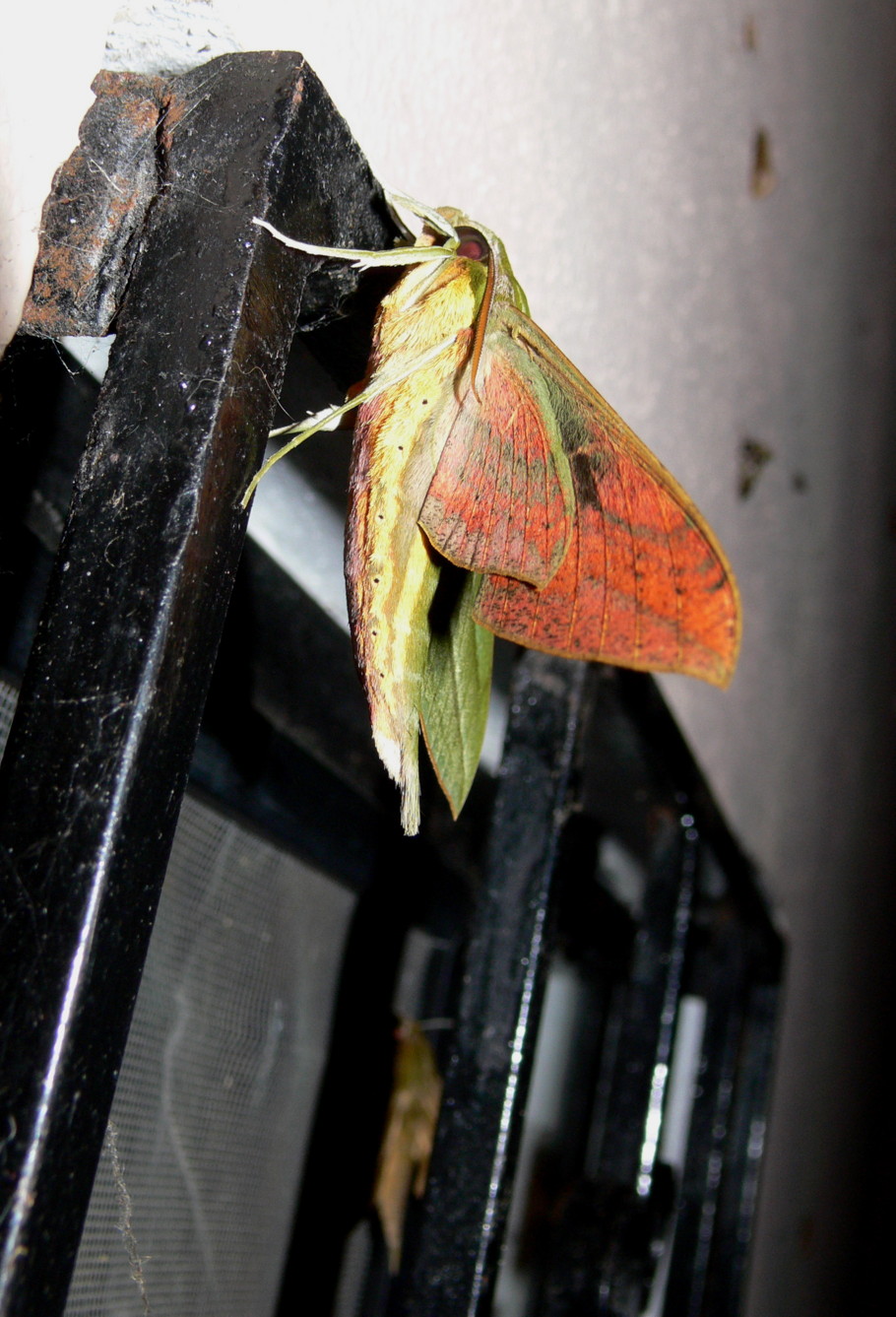 The Show and Tell Nature Blog: A Wall of Moths