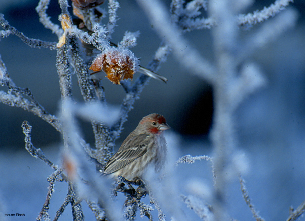 The Show and Tell Nature Blog: Some Southern Snowbirds