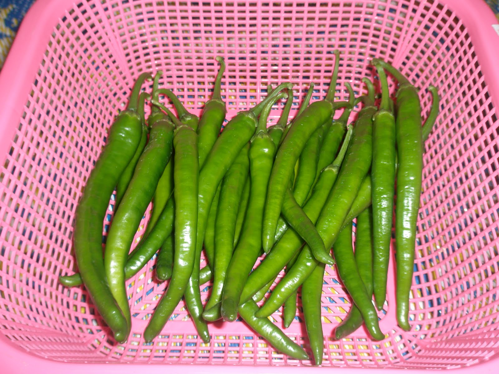 Cili Padi Fertigasi: Cili Kulai 469