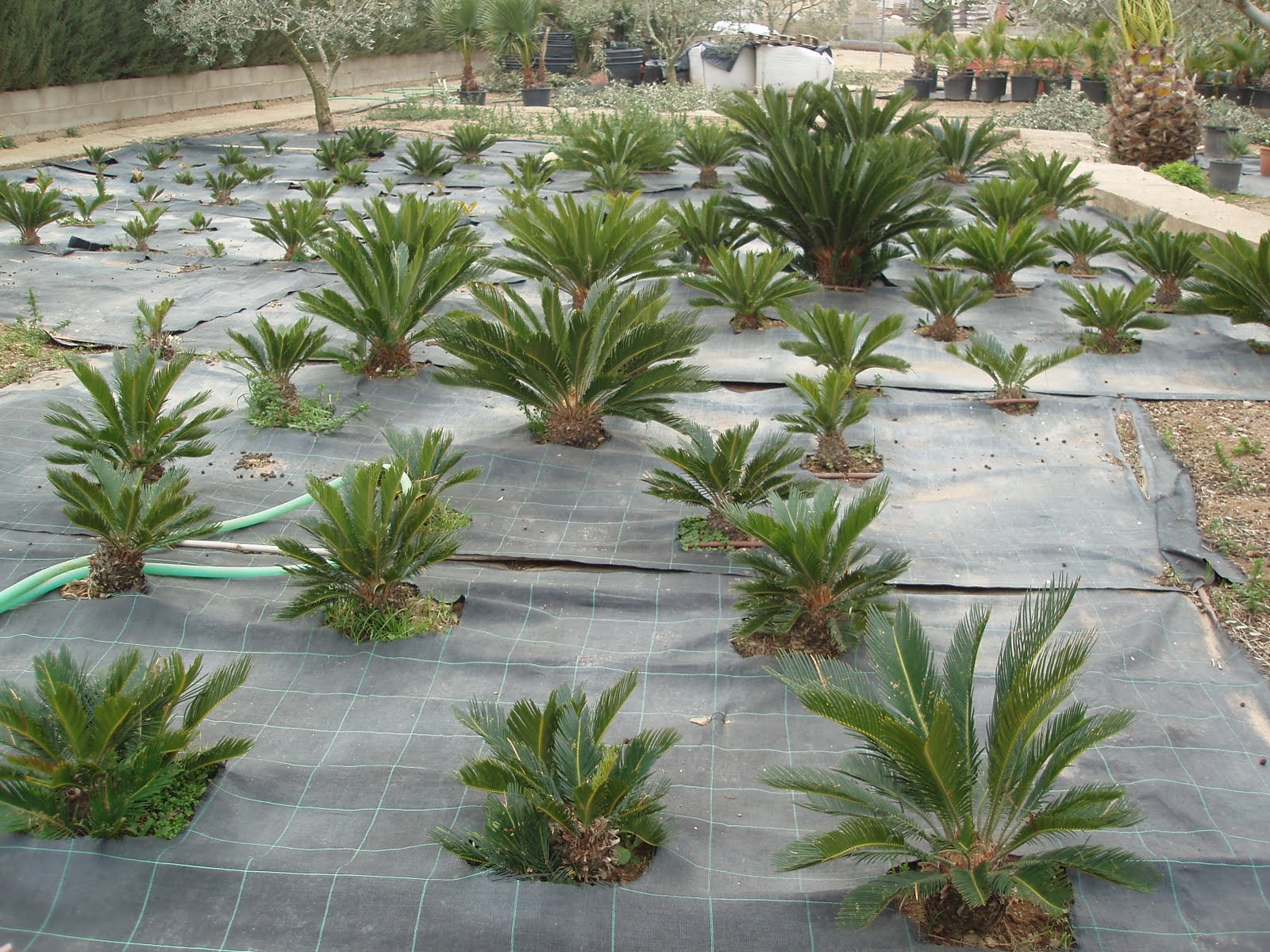 Tú blog de jardinería en tarragona o Cataluña: Precios y ...