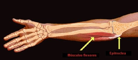 .Andrea Cartas Blog: EPITROCLEITIS