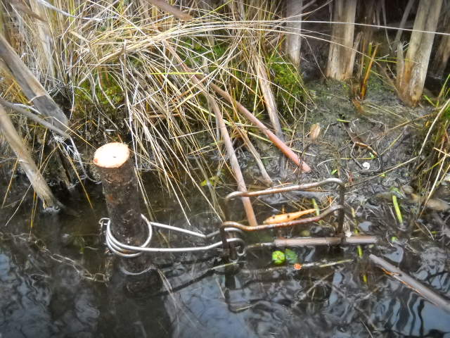 Off Grid, Self-Sufficient, Montana Homestead Life: 31 October - 2 ...