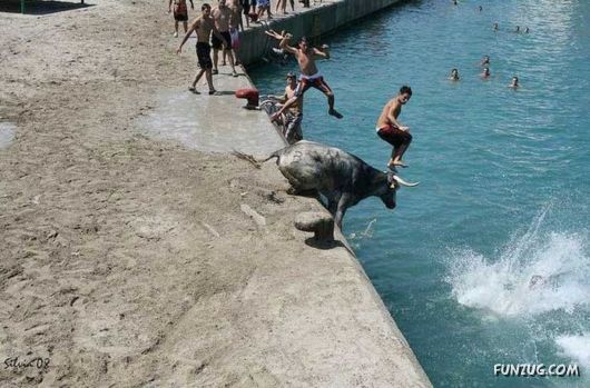 Weird and Amazing: Swimming with the bull in Spain