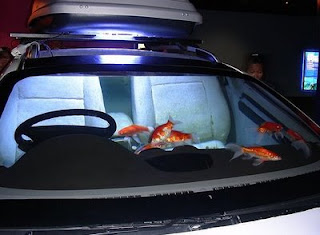 Weird and Amazing: Fish live in the car