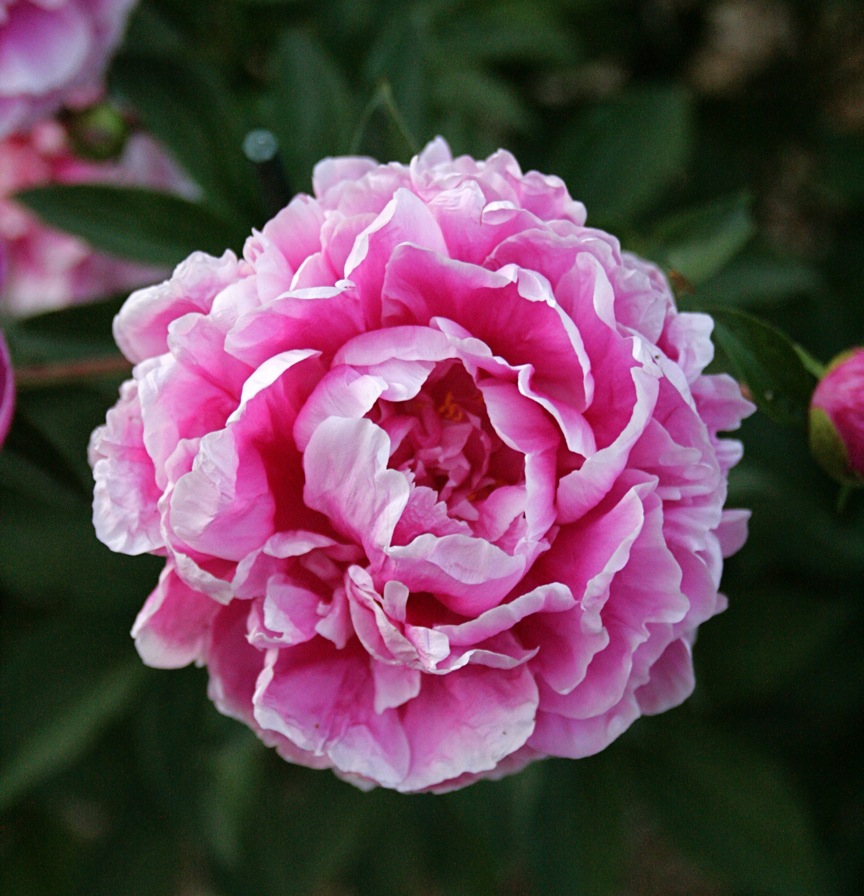 Conrad Art Glass & Gardens: Sisson's Peony Gardens