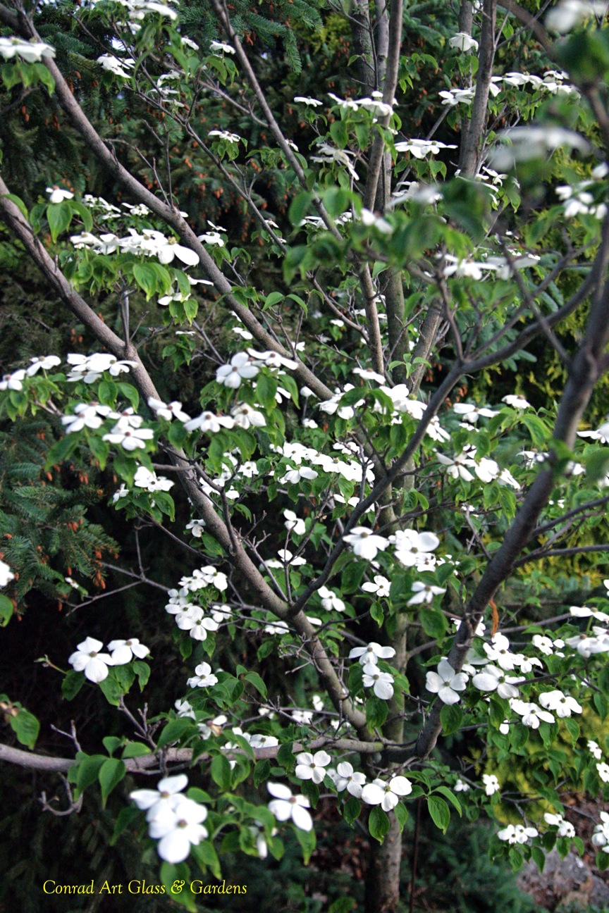 Conrad Art Glass & Gardens: Cornus x rutgersensis 'Galaxy' hybrid