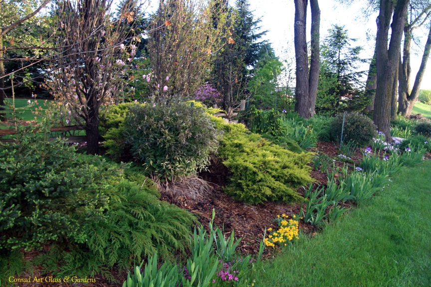 Conrad Art Glass & Gardens: Conifers... #6 in a series, the eastern ...