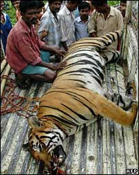 Save Our National Animal: Save Tiger Life Cycle