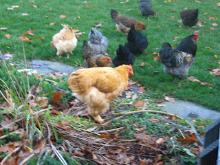 Poultry Science, Chicken Culture: A Partial Alphabet: 2010-11-28