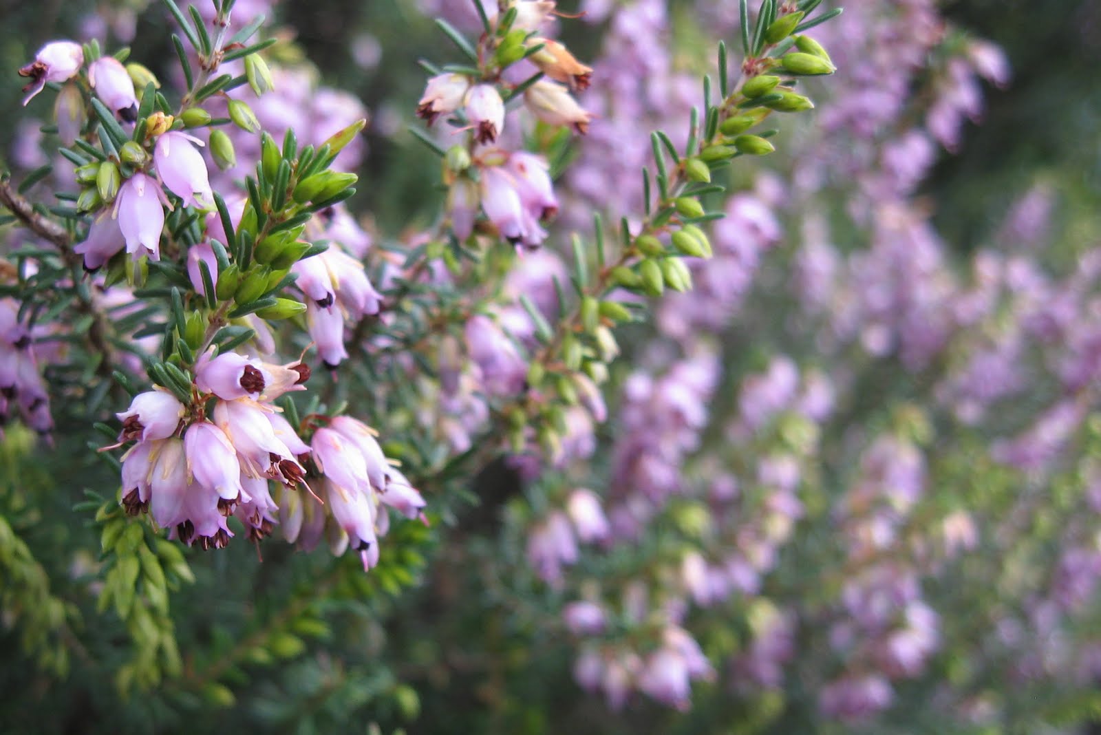 Anna's Ambles: Mount Tomah Gardens - Mediterranean Heather