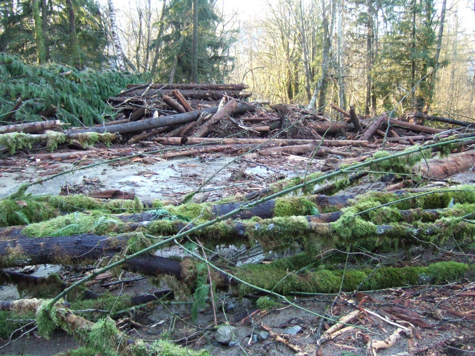 Reading the Washington Landscape: Debris Flow Risk