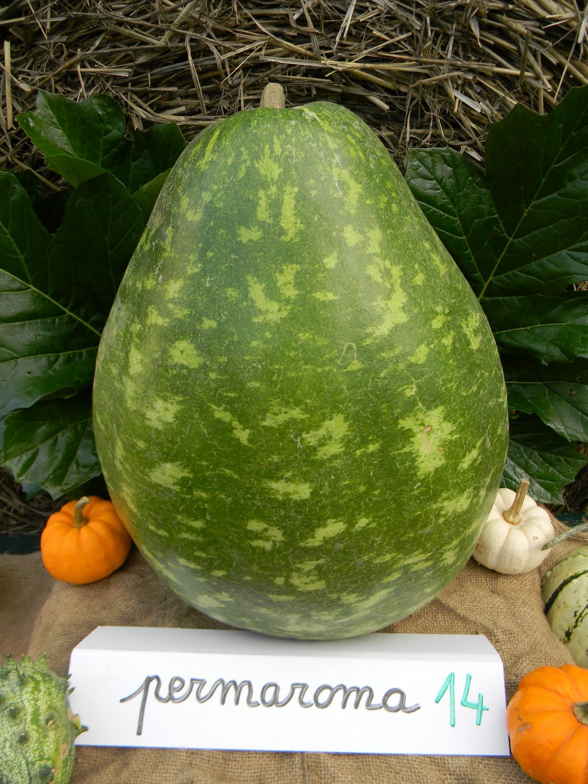 Les cucurbitacées: "Tous mes pot'irons": 15 variétés sélectionnées afin ...