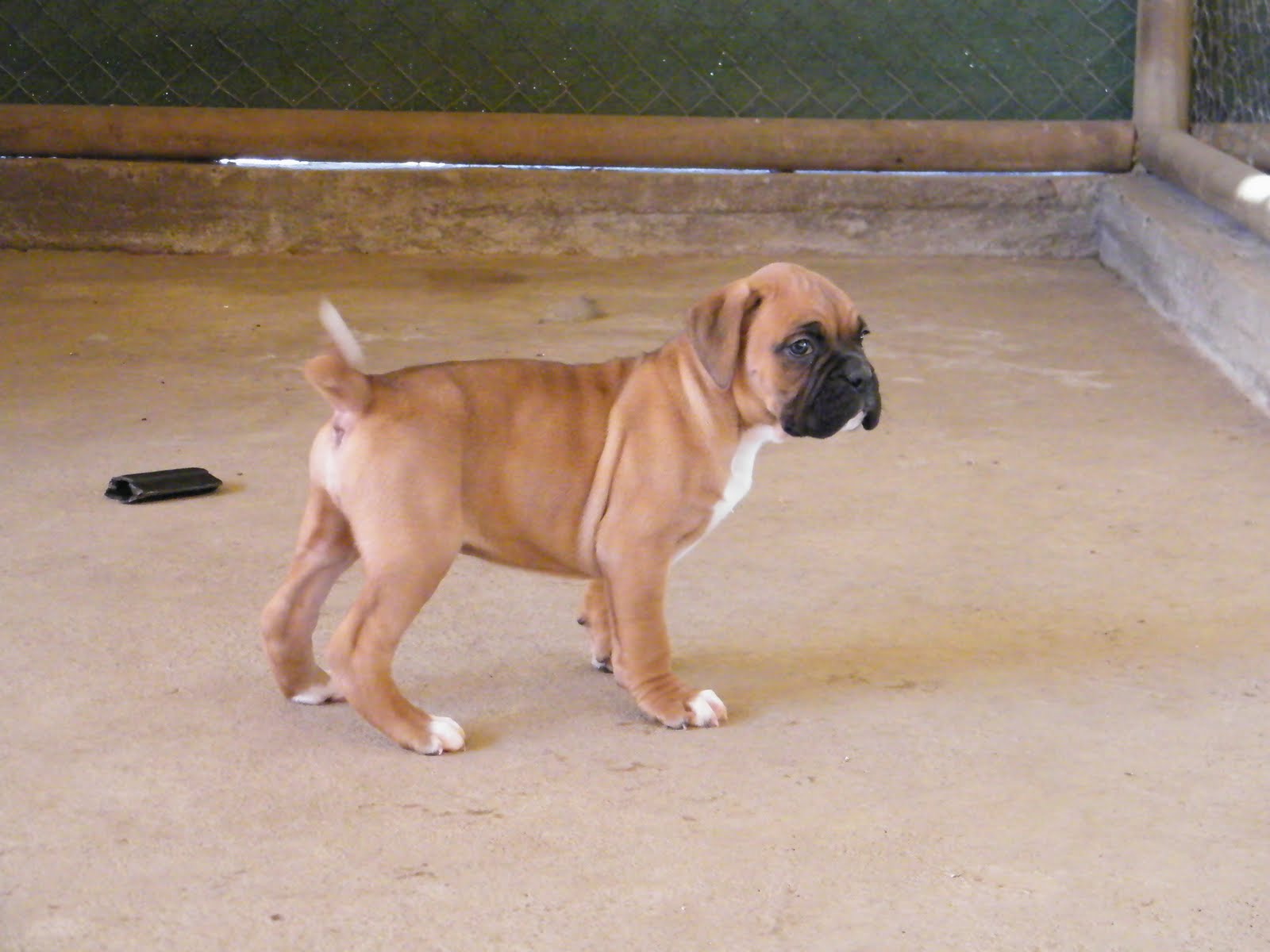 CRIADERO CANINO.:.:.:: Boxer Macho bayo y Hembra atigrada 40 dias