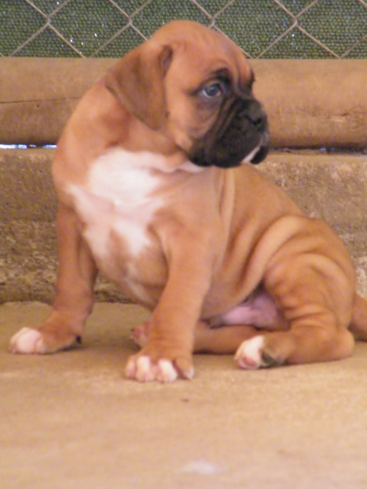 CRIADERO CANINO.:.:.:: Boxer Macho bayo y Hembra atigrada 40 dias