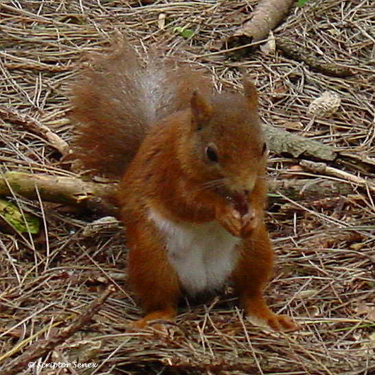 RAMBLES FROM MY CHAIR: Wednesday wildlife - Red Squirrels