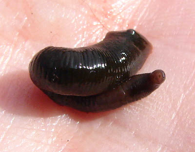 My Pensby Garden: A Leech