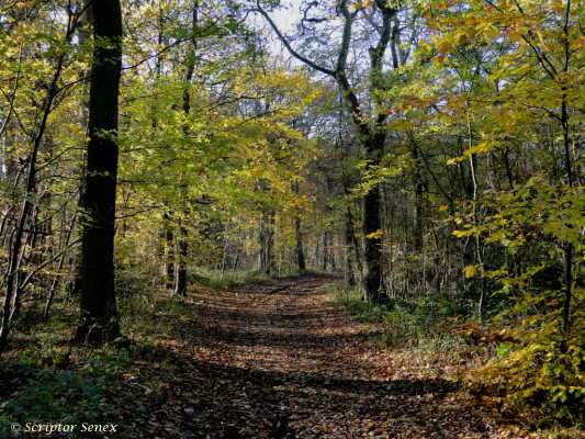 On the Wirral : Arrowe Park in the Autumn