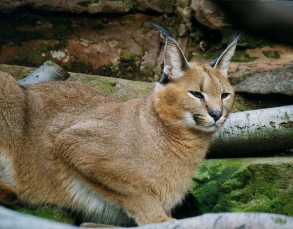 RAMBLES FROM MY CHAIR: Wednesday Wildlife - A selection of cats I have ...