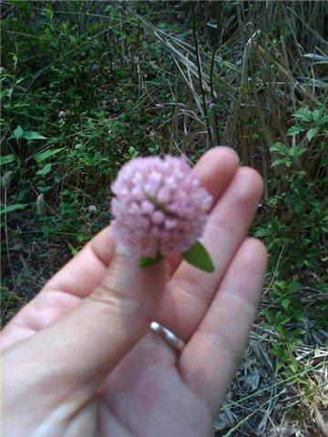 Hill Country Herbalist: Harvesting Red Clover Blossoms and Making Them ...