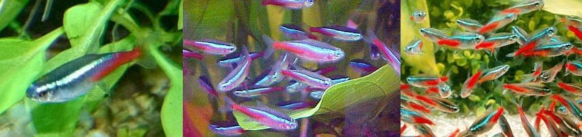 Neon Tetra: How To Set Up A Perfect Neon Tetra Tank