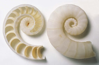 The Nobles in New Zealand: SPIRULA SPIRULA