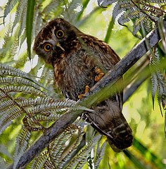 The Nobles in New Zealand: MOREPORK