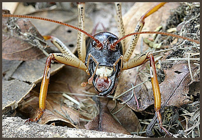 The Nobles in New Zealand: WETA